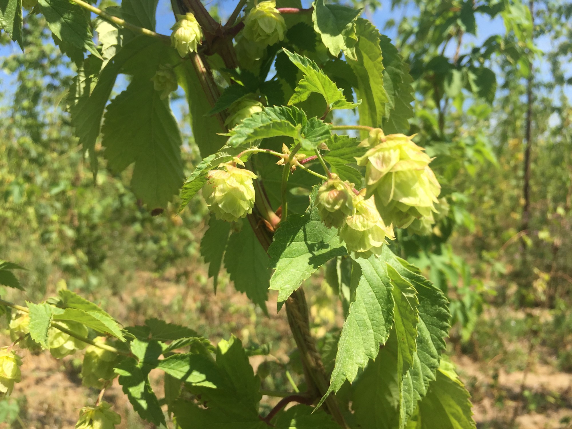 Hops - the "spice" of beer > PBS International