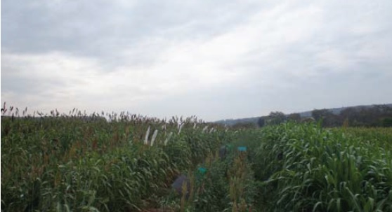 PBS International pollination bags trialled in Embrapa’s Sorghum ...