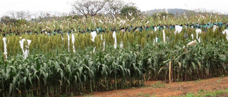 Comparing pollination control bag types for sorghum seed harvest