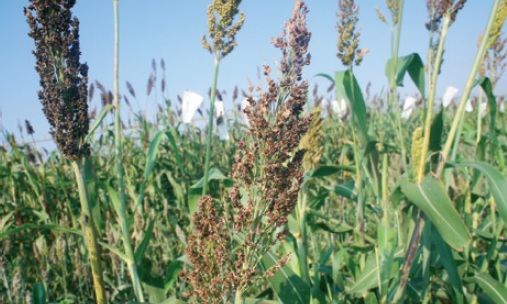 PBS International pollination bags trialled in Embrapa’s Sorghum ...