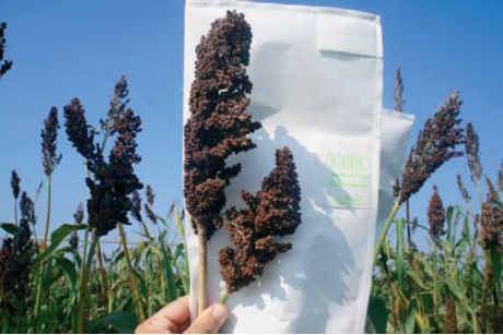 PBS International pollination bags trialled in Embrapa’s Sorghum ...