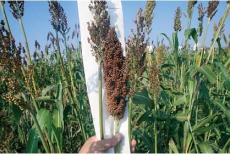 PBS International pollination bags trialled in Embrapa’s Sorghum ...