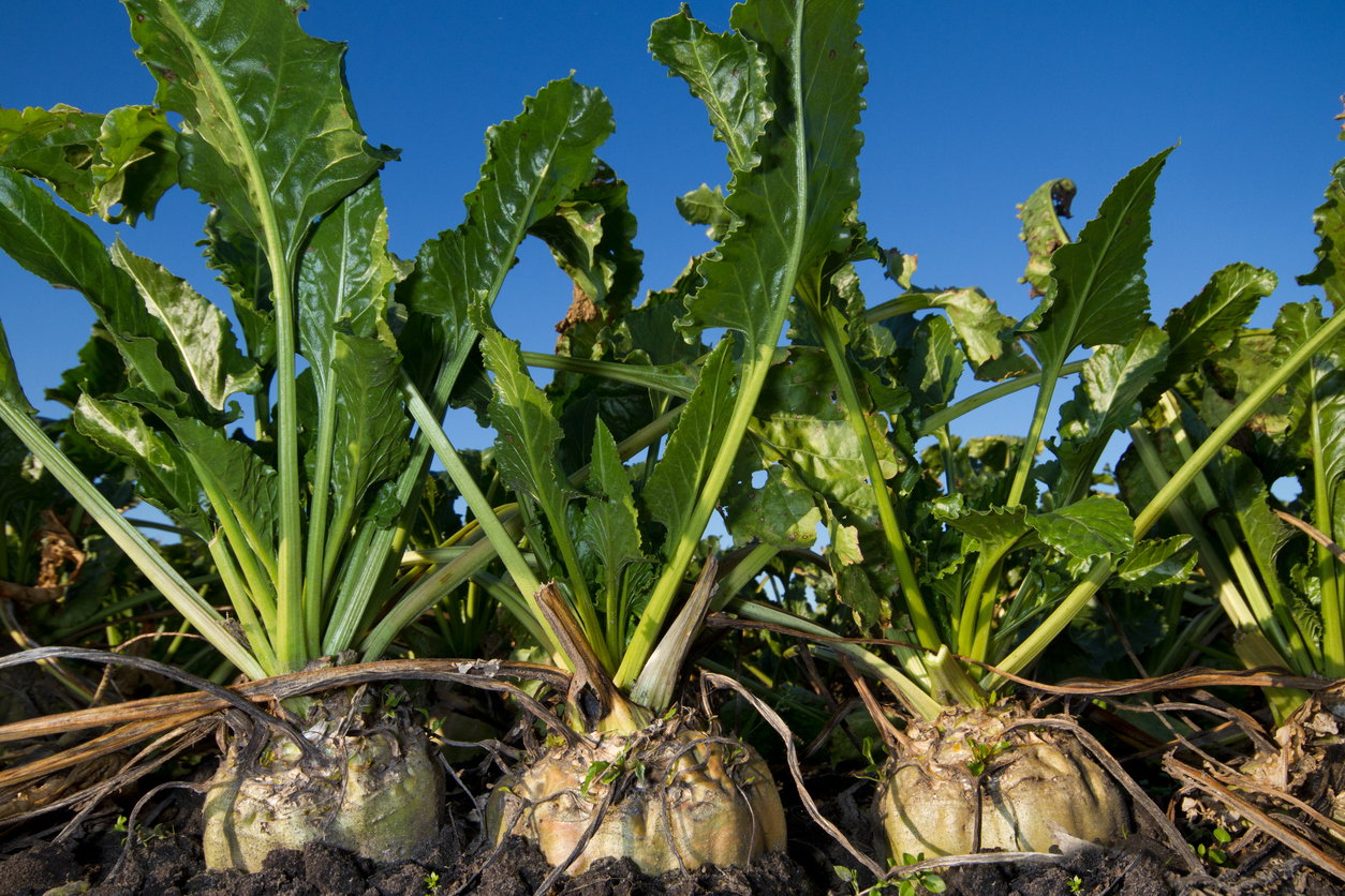 Latest Research Paper: A lighter, more permeable fabric pollen tent is ...