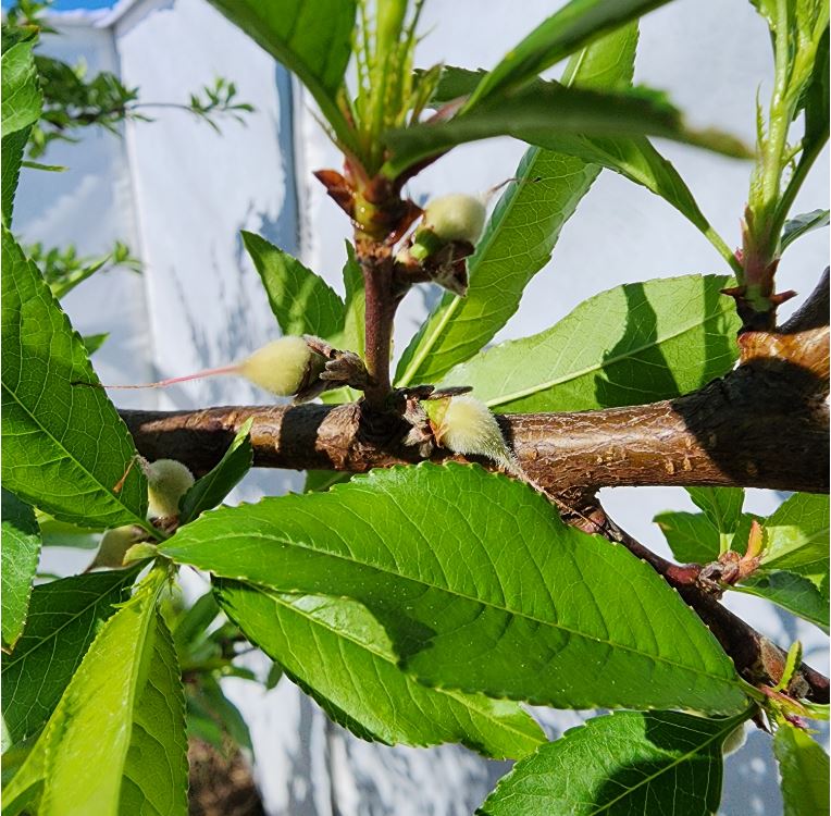 How pollination control helped South Carolina’s peach industry fight ...