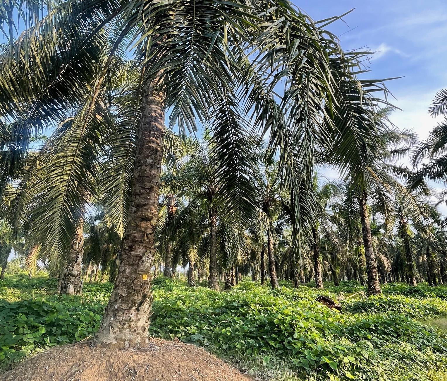 Seed purity is essential for Ghana Sumatra
